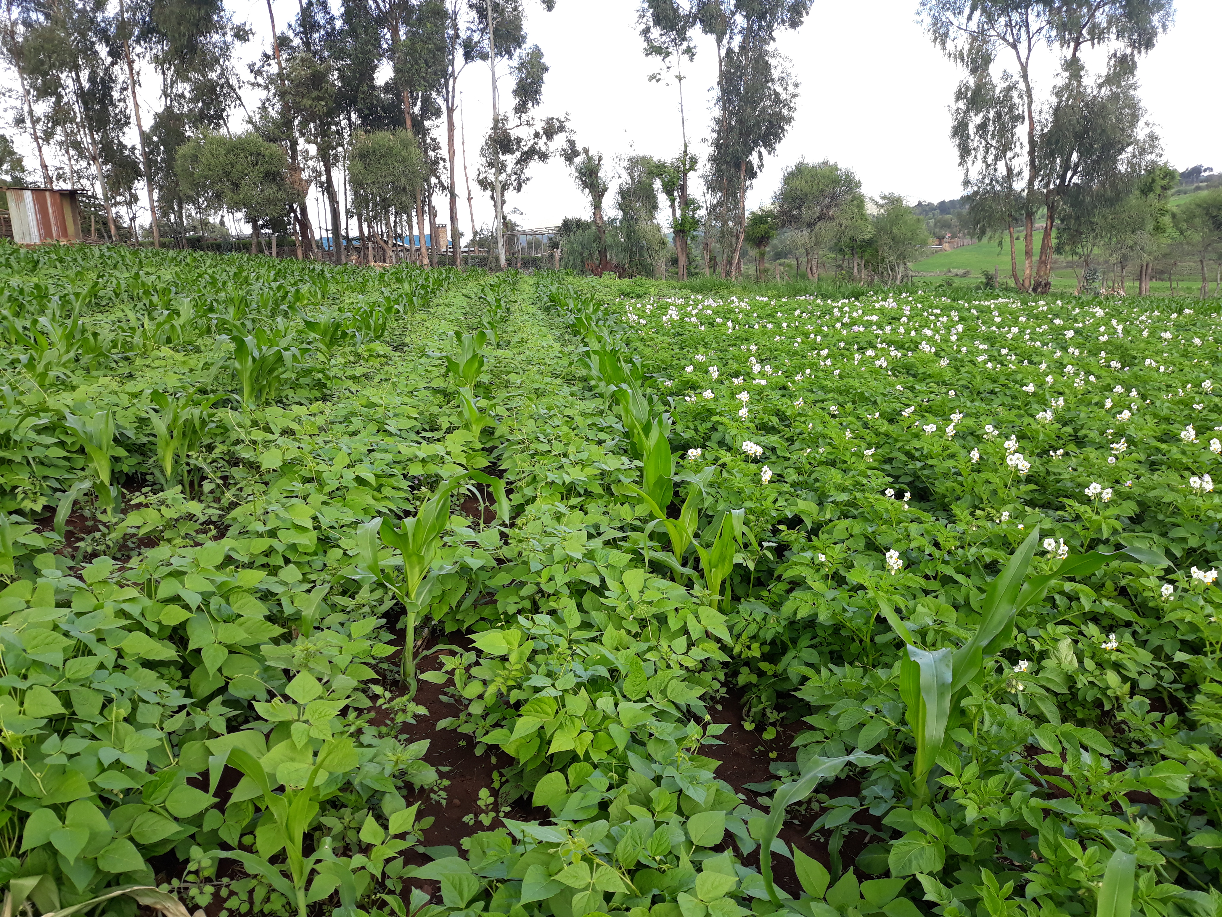 Charging for wasted water helps more Kenyan farmers get a fair share