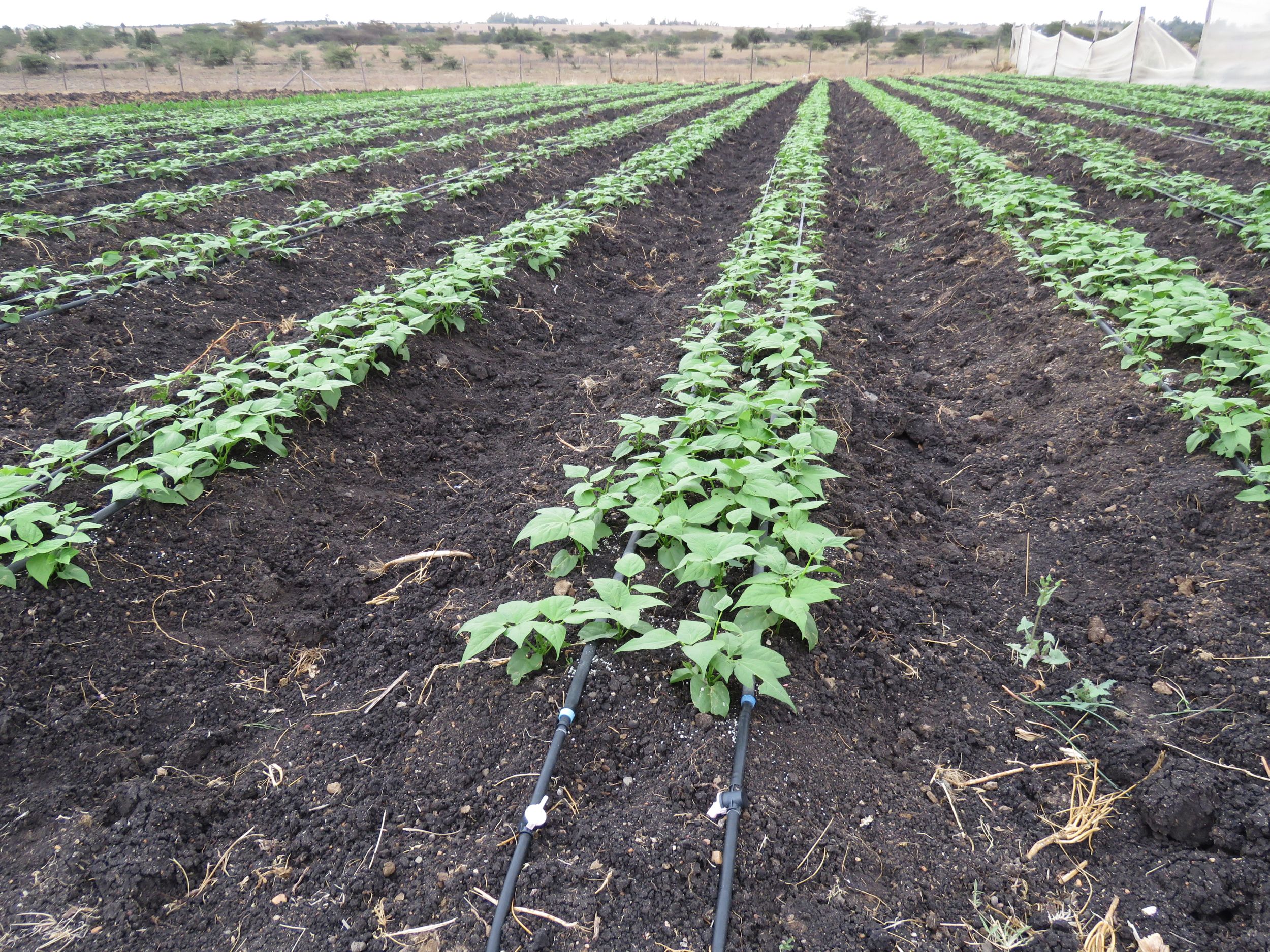 Drip kit saves over 70% water in kitchen garden irrigation
